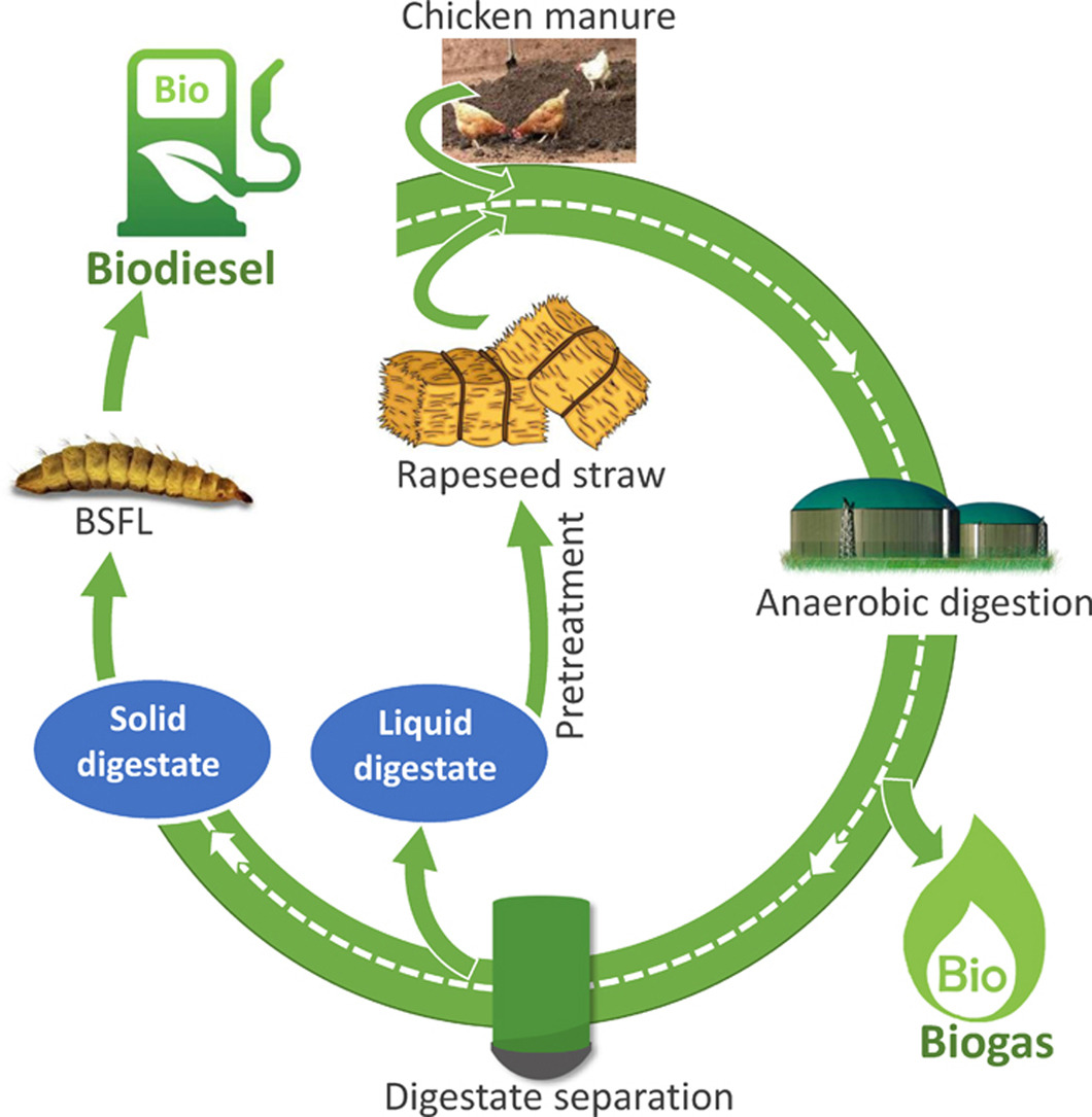 Anaerobic digestion, a fascinating waste treatment - Insect School