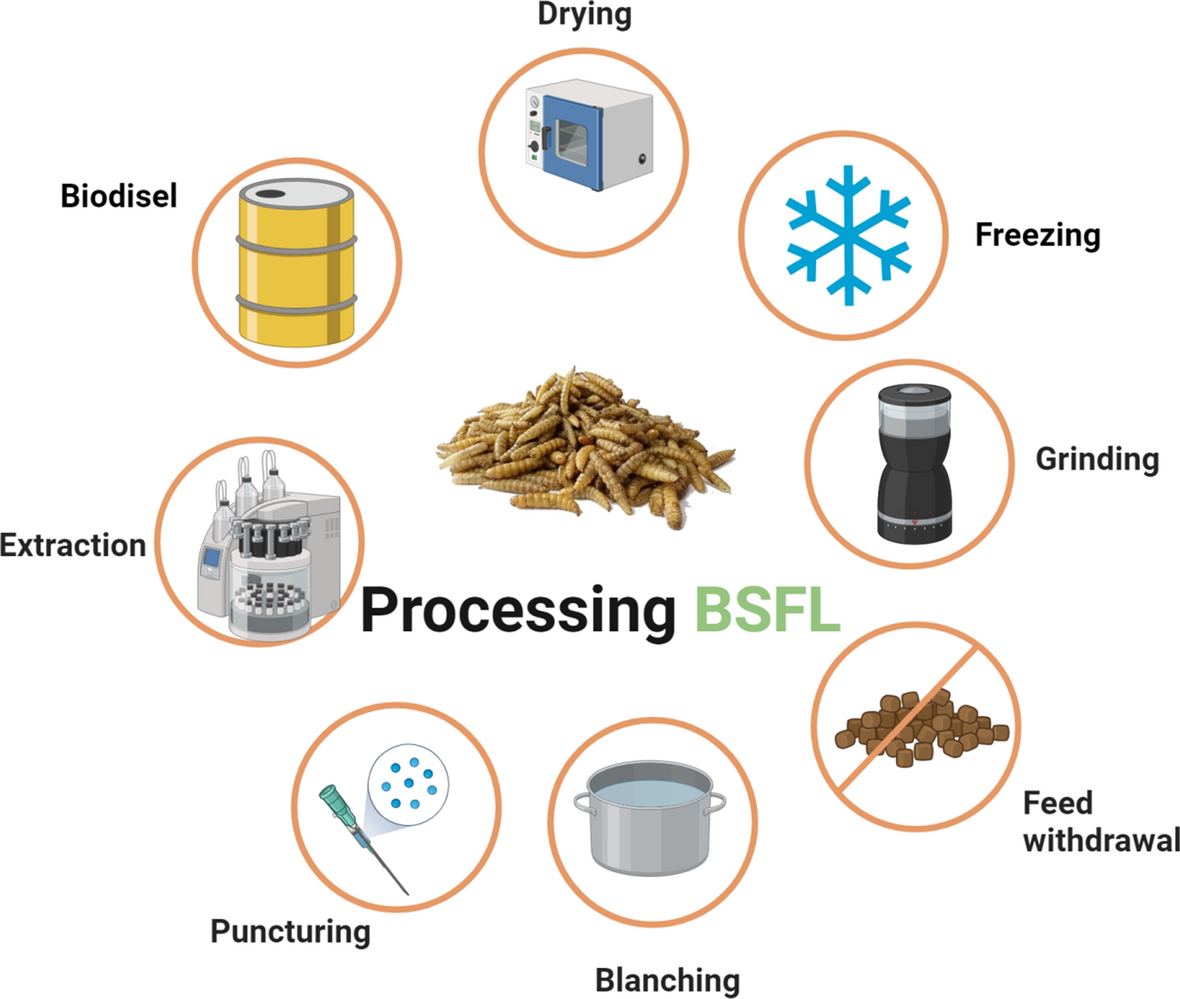 The Future of Organic Waste Management - Insect School