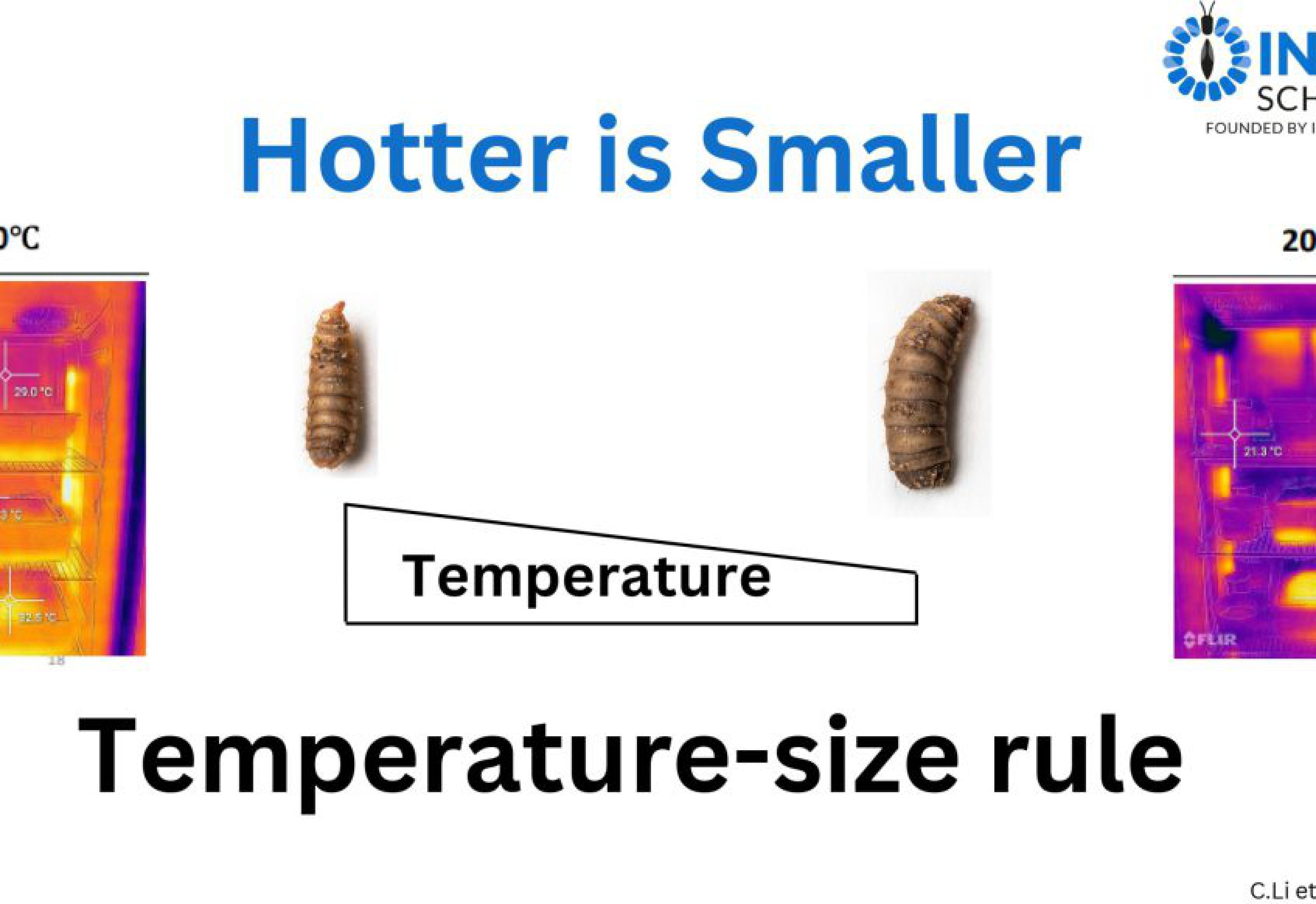 Hotter is smaller: Industrial mass rearing Black Soldier Fly larvae ...