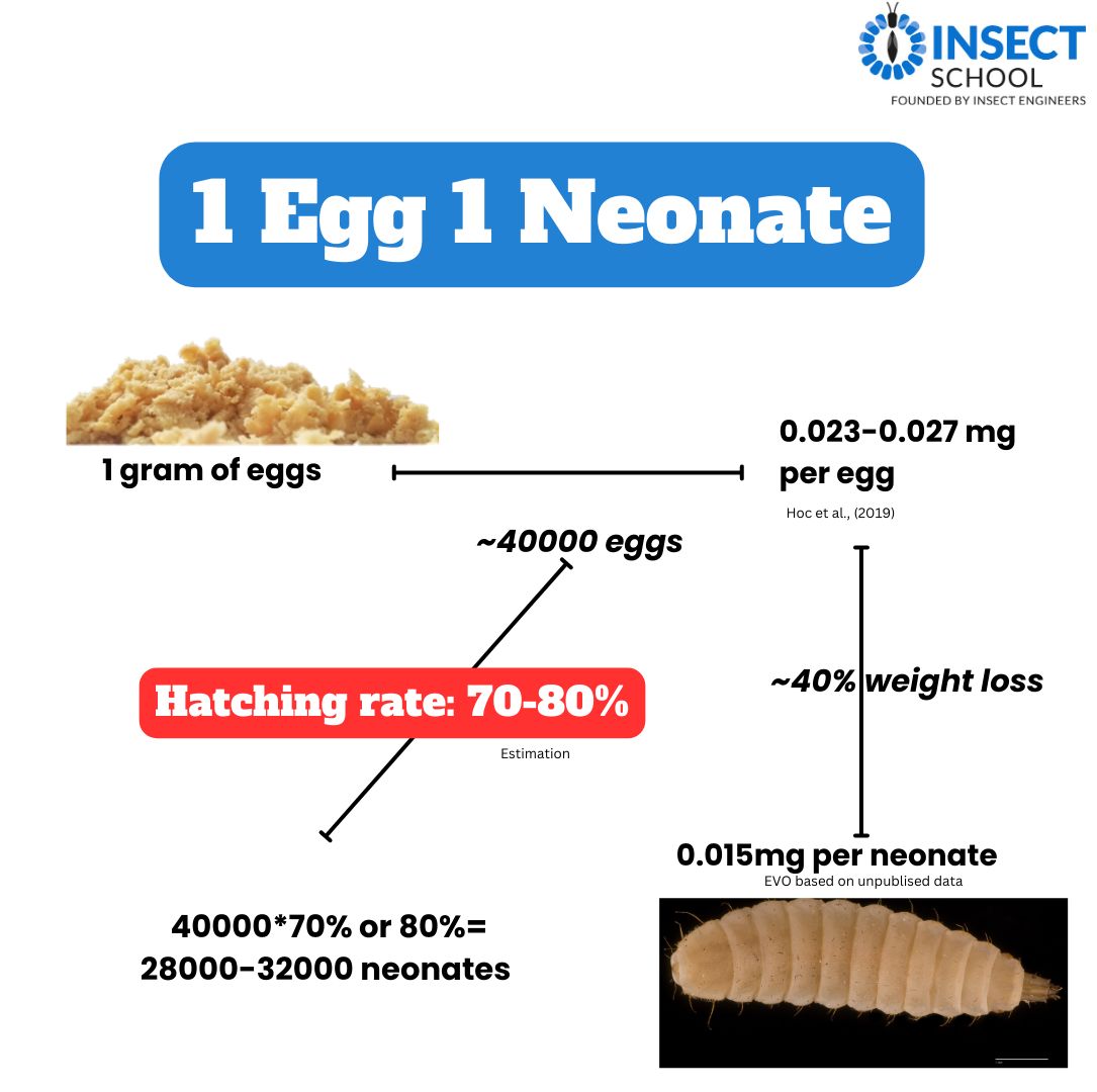 Q&A: What is the weight of one egg? What is the weight of one neonate ...