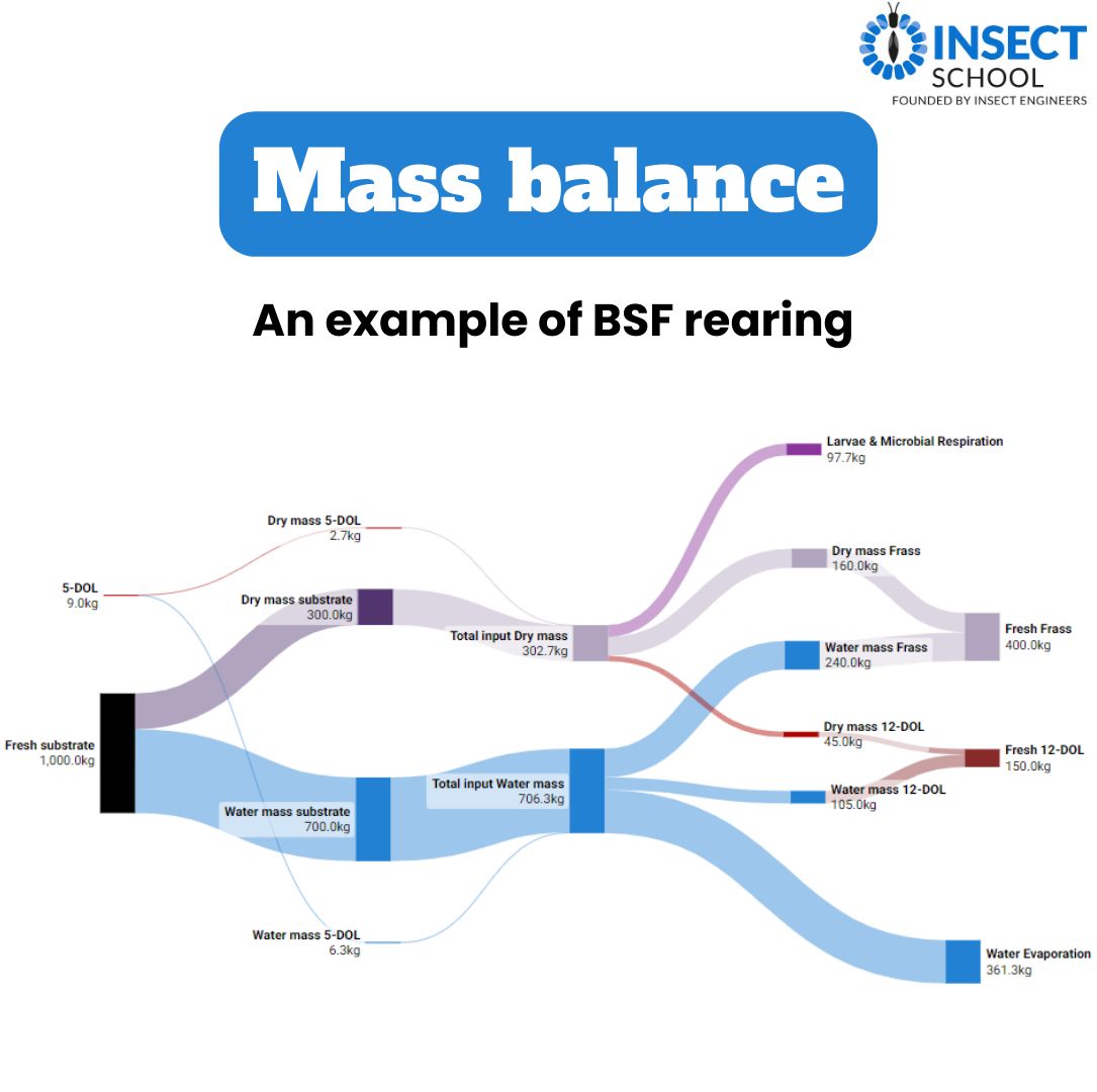 Mass Balance: an example of BSF rearing - Insect School