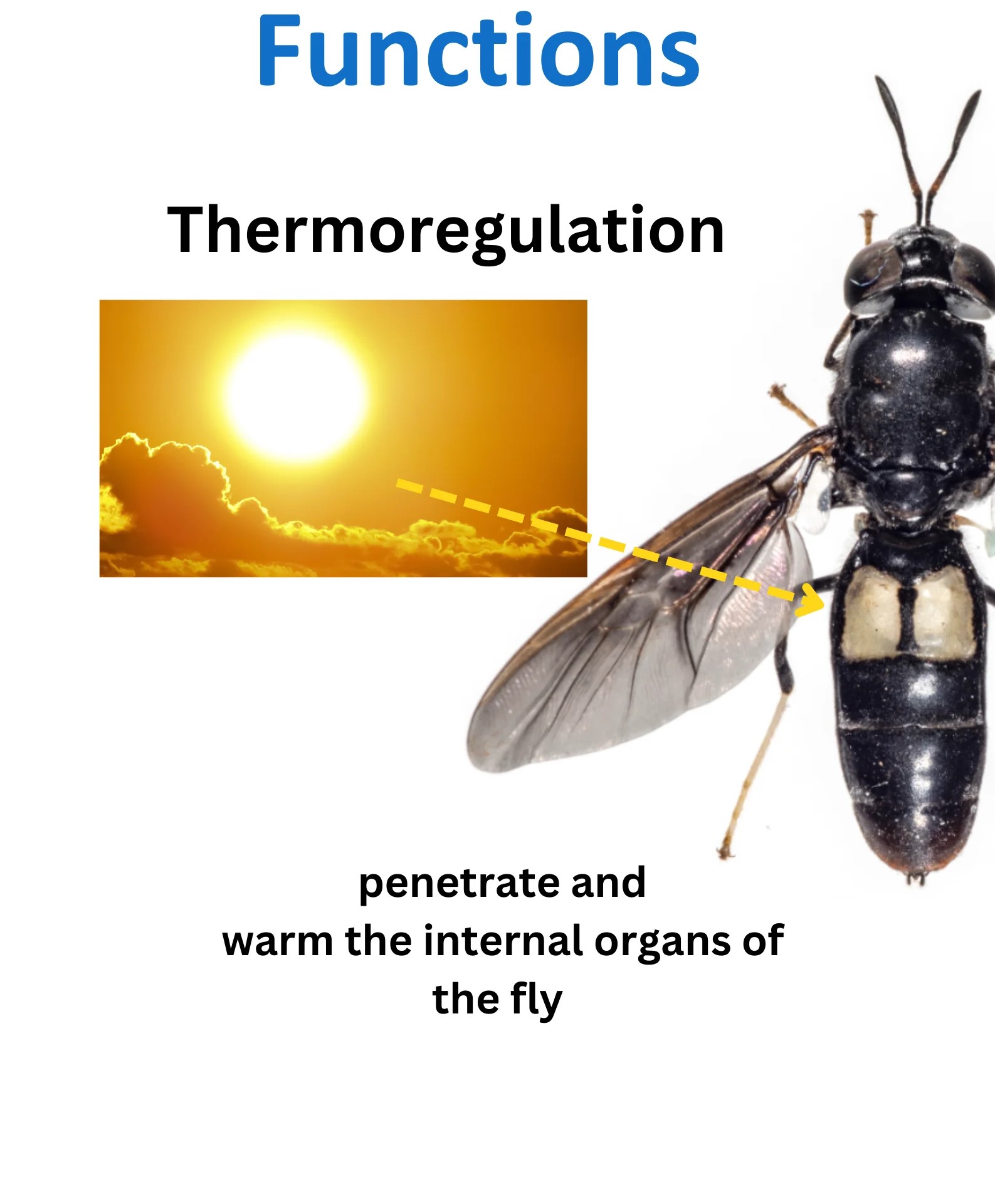 Understanding the Translucent Abdomen of the Black Soldier Fly - Insect ...