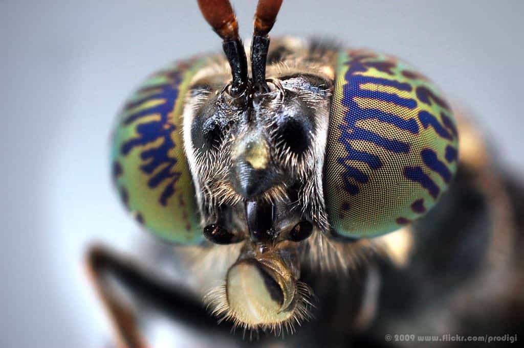 Q&A: What would you recommend for a startup in BSF production? - Insect ...