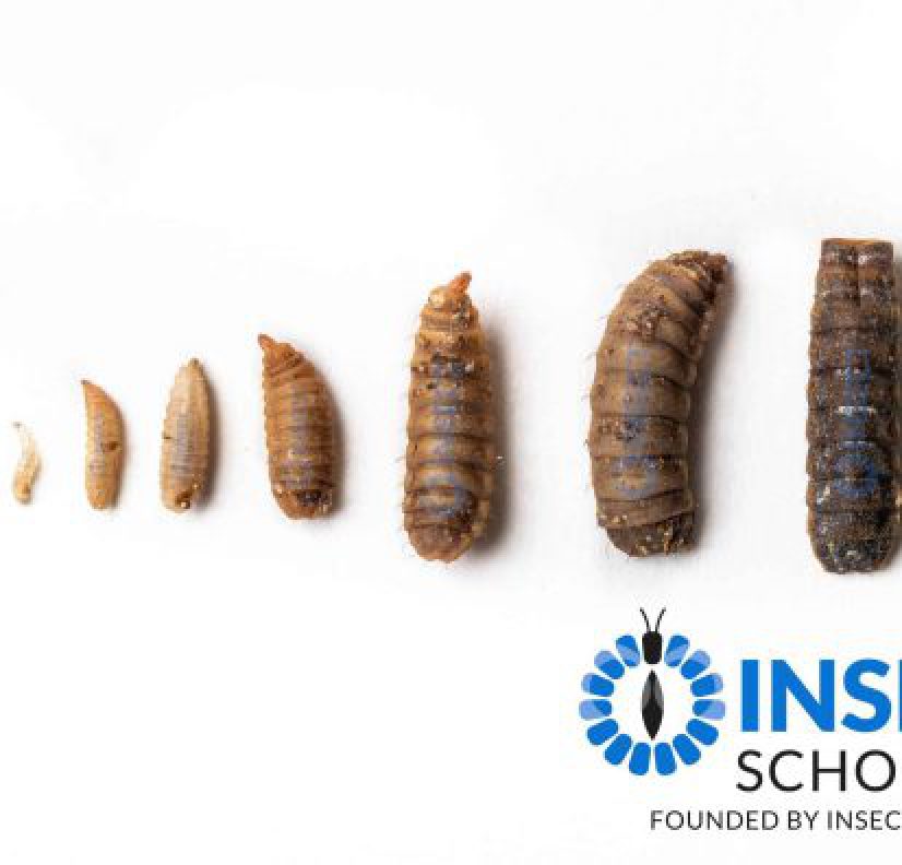 Mass Balance: an example of BSF rearing - Insect School