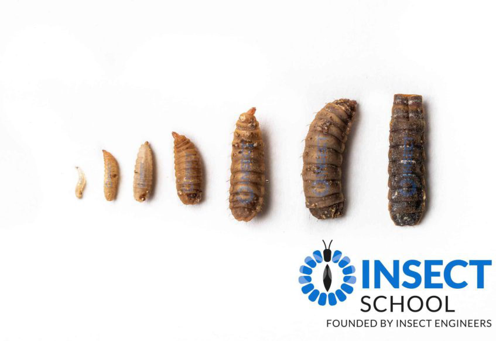 From Hatchling to Pre-Pupal - Insect School