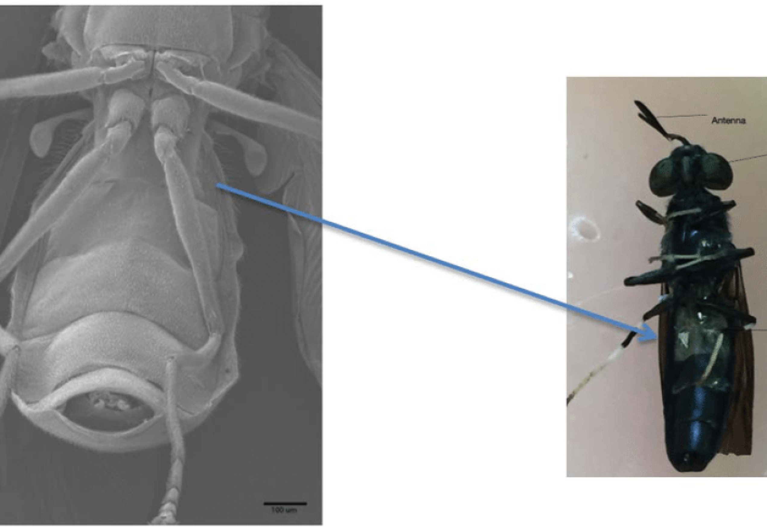 Understanding the Translucent Abdomen of the Black Soldier Fly - Insect ...