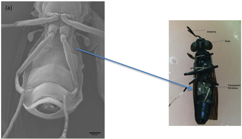 Understanding the Translucent Abdomen of the Black Soldier Fly - Insect ...