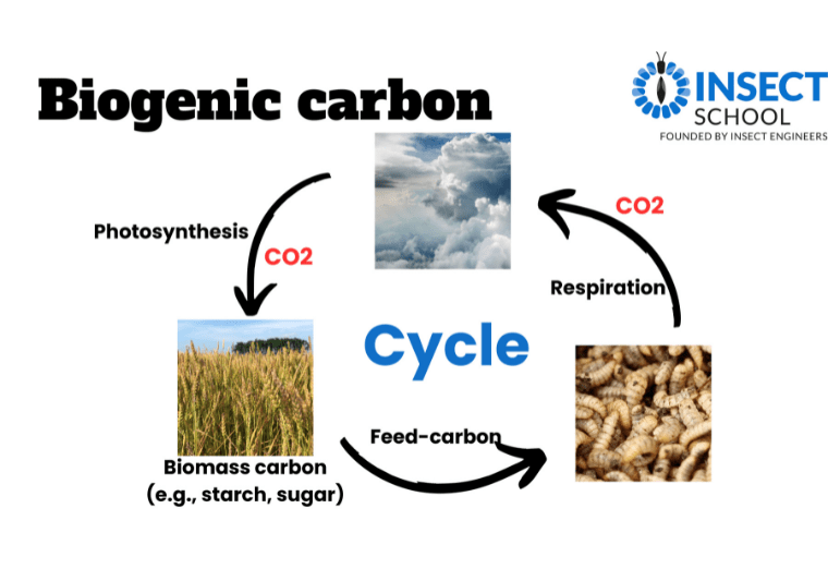 Why is BSF respirational CO2 (direct emissions) Carbon Neutral ...