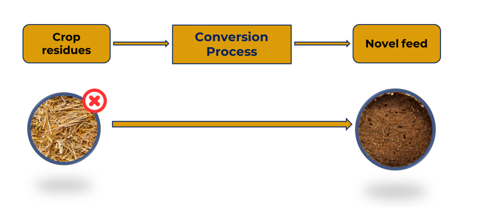 Novel Feed: Transforming the way we feed and farm Black Soldier Fly ...