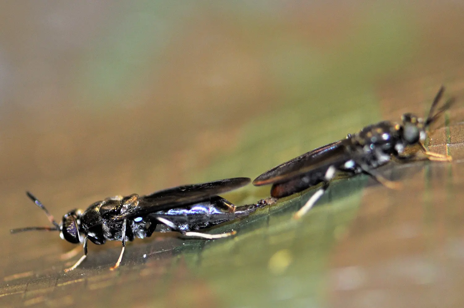 What is Batch Breeding System for Black Soldier Flies? - Insect School