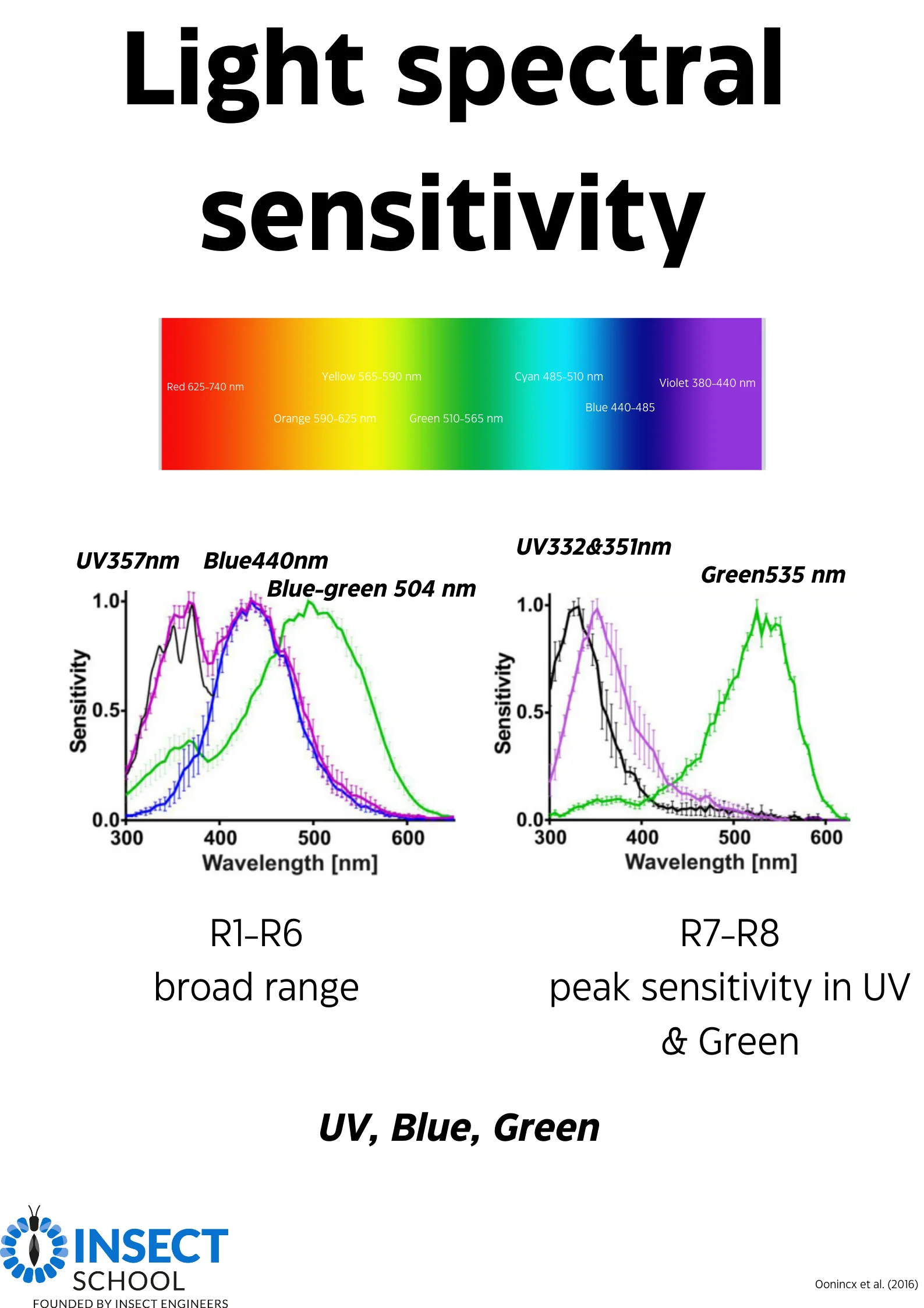 Visual System of Adult Black Soldier Flies: Ocelli and Compound Eyes ...