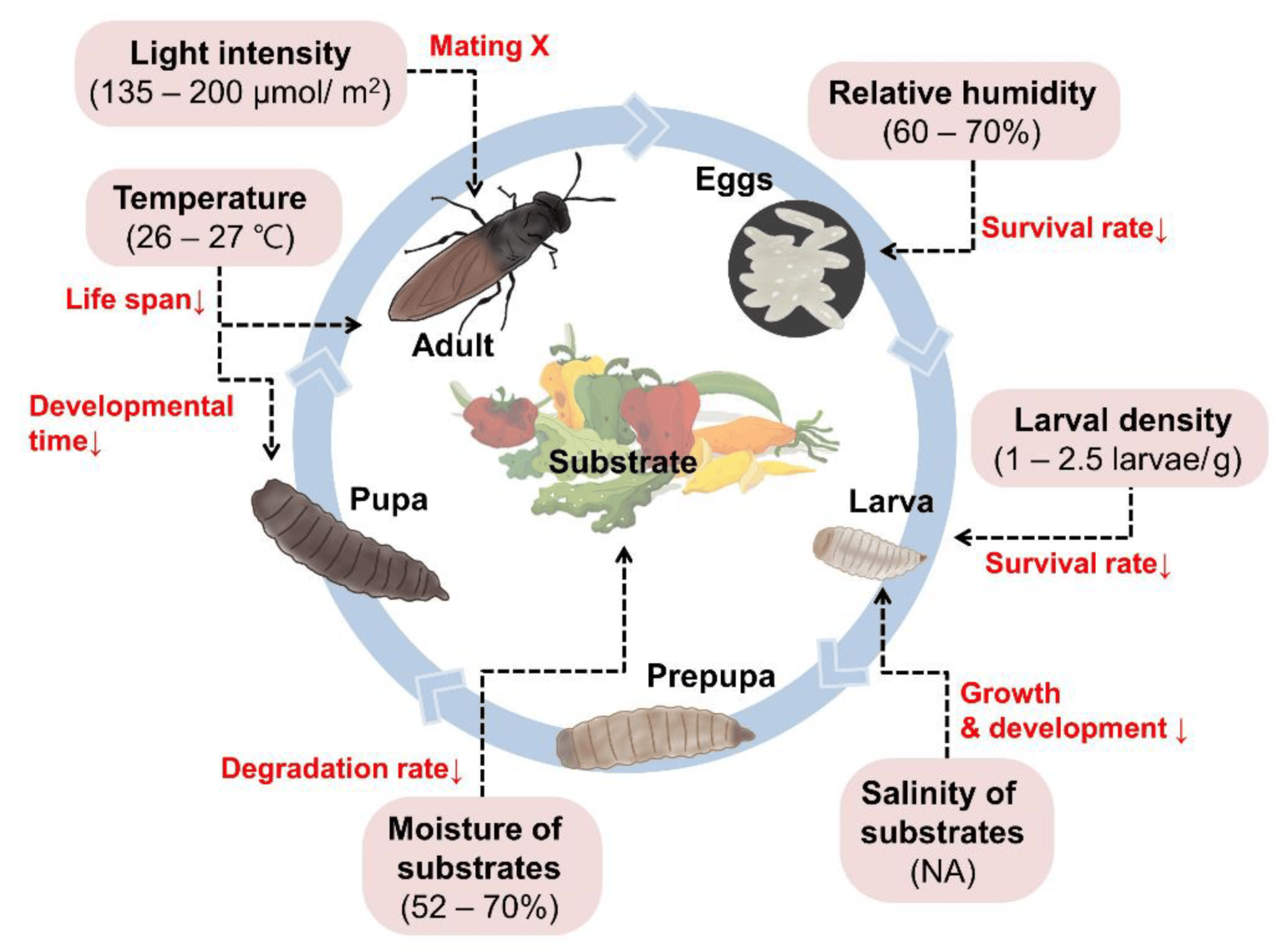 Gene Editing in Black Soldier Flies - Insect School