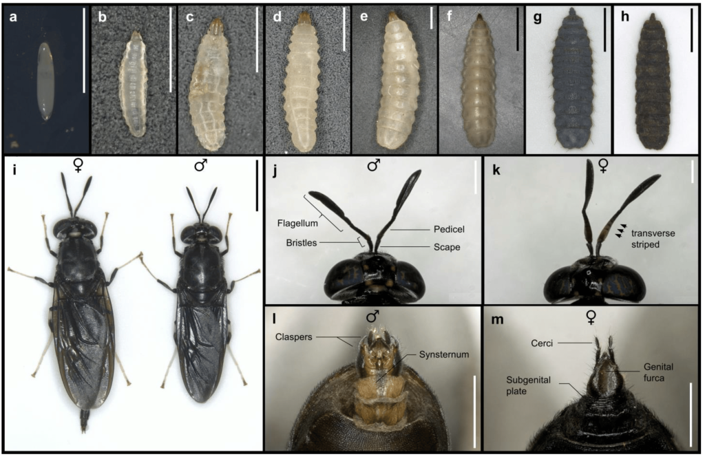 Gene Editing in Black Soldier Flies - Insect School