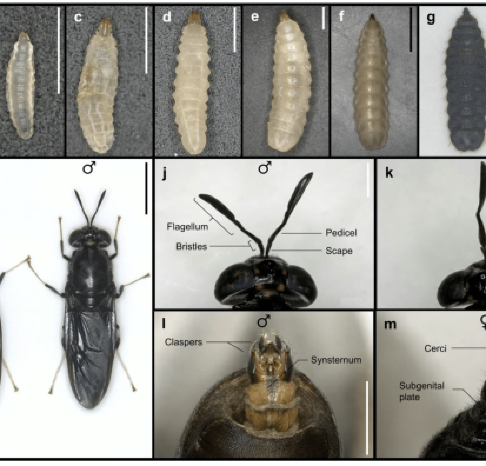Gene Editing in Black Soldier Flies - Insect School