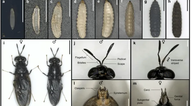 Trophic eggs - Insect School