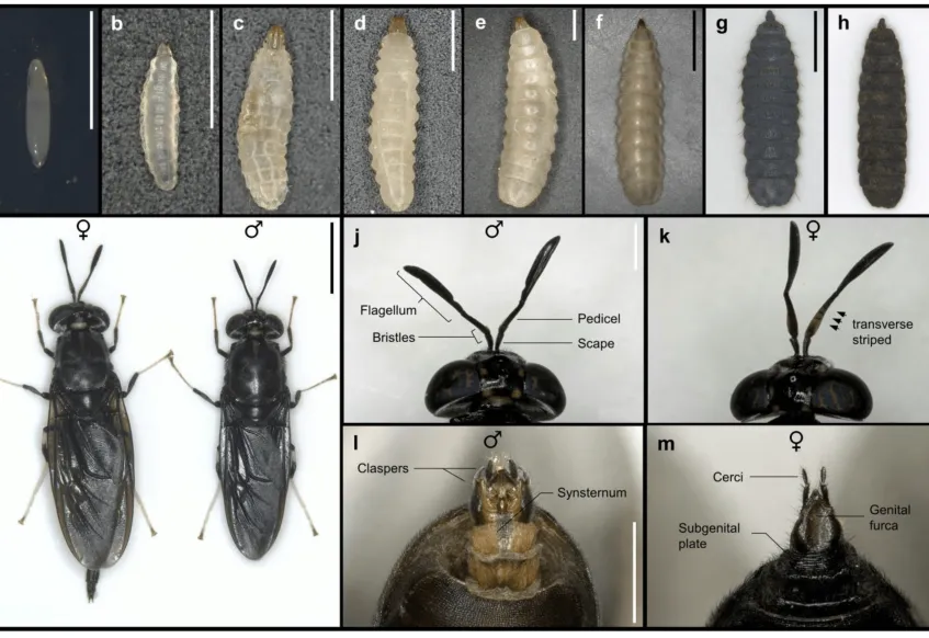 Gene Editing in Black Soldier Flies - Insect School