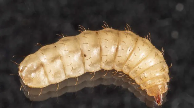 Q&A: What is frass? - Insect School