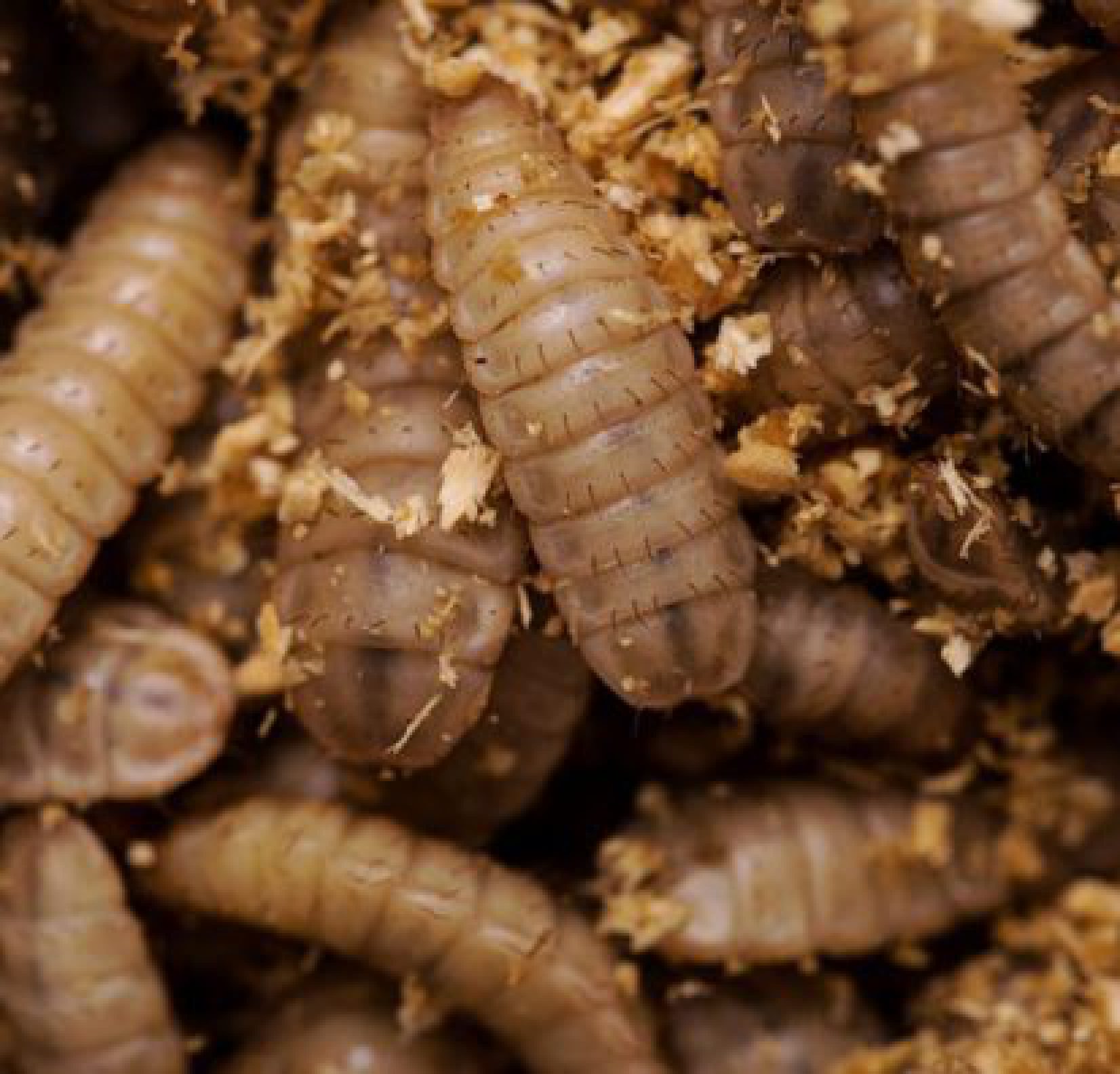 Role of insects in the circular economy has far reaching potential ...