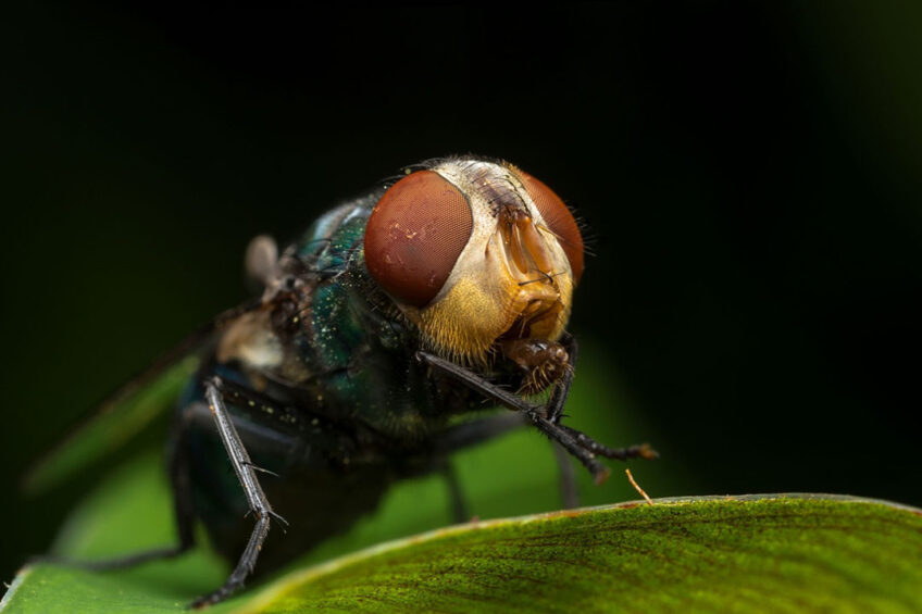 Black soldier fly promising enrichment of layers - Insect School