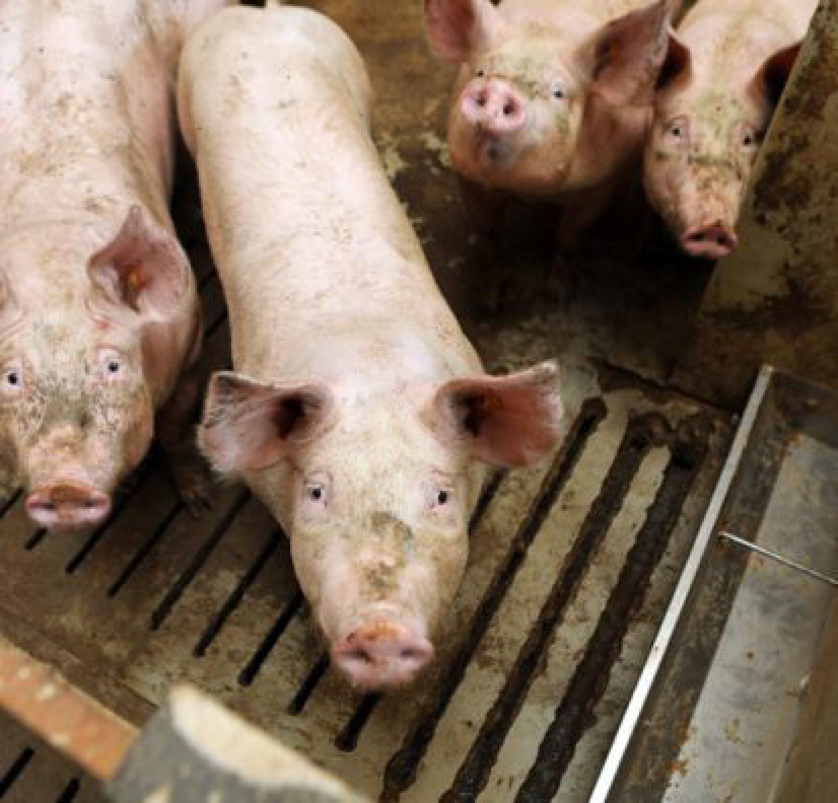 The Use of Pig Manure as Feed for Black Soldier Fly: Research by Insect Engineers - Insect School