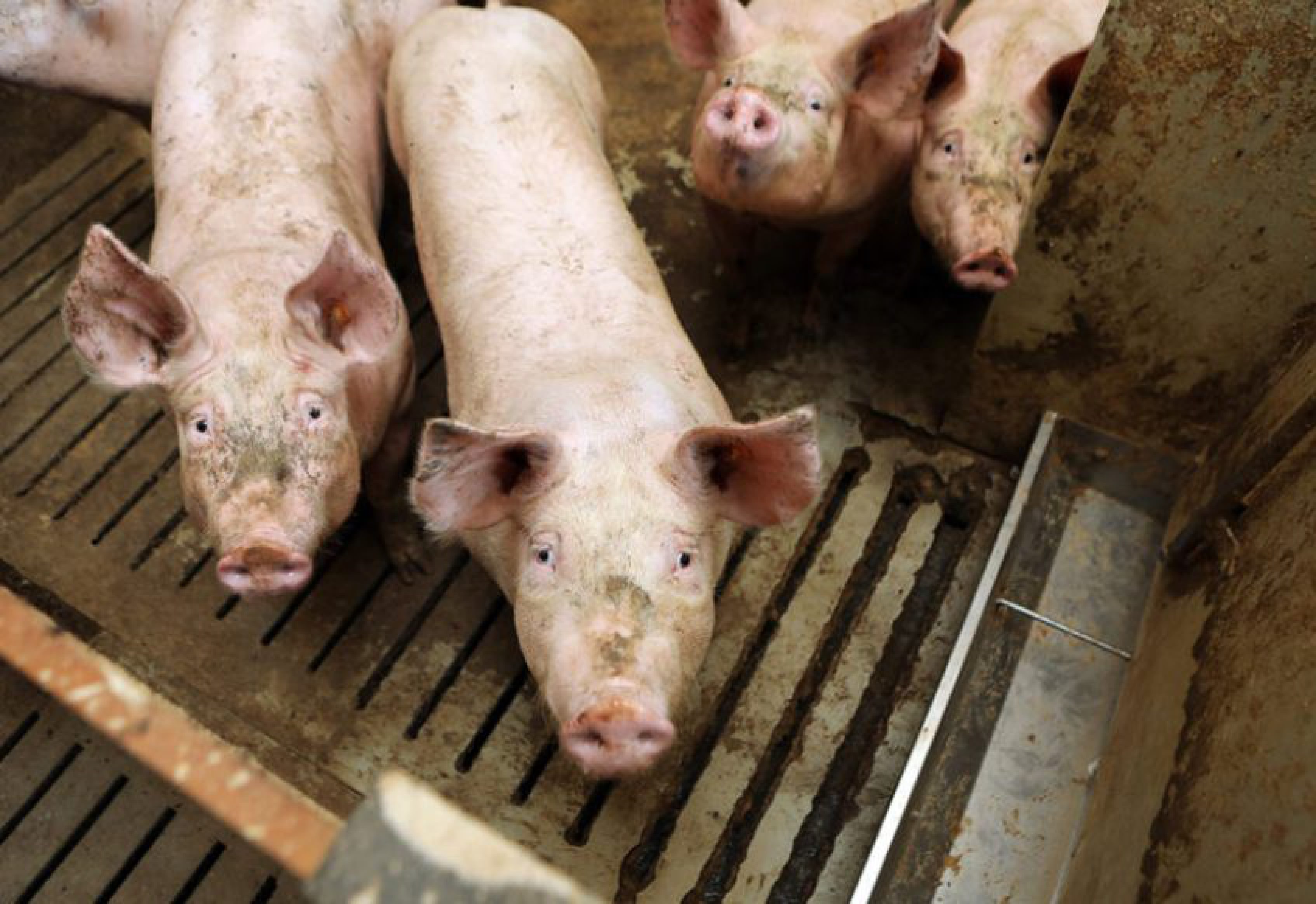 Pig Manure BSF Research: Feeding Applications - Insect School