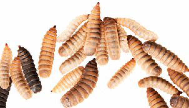 News - Insect School