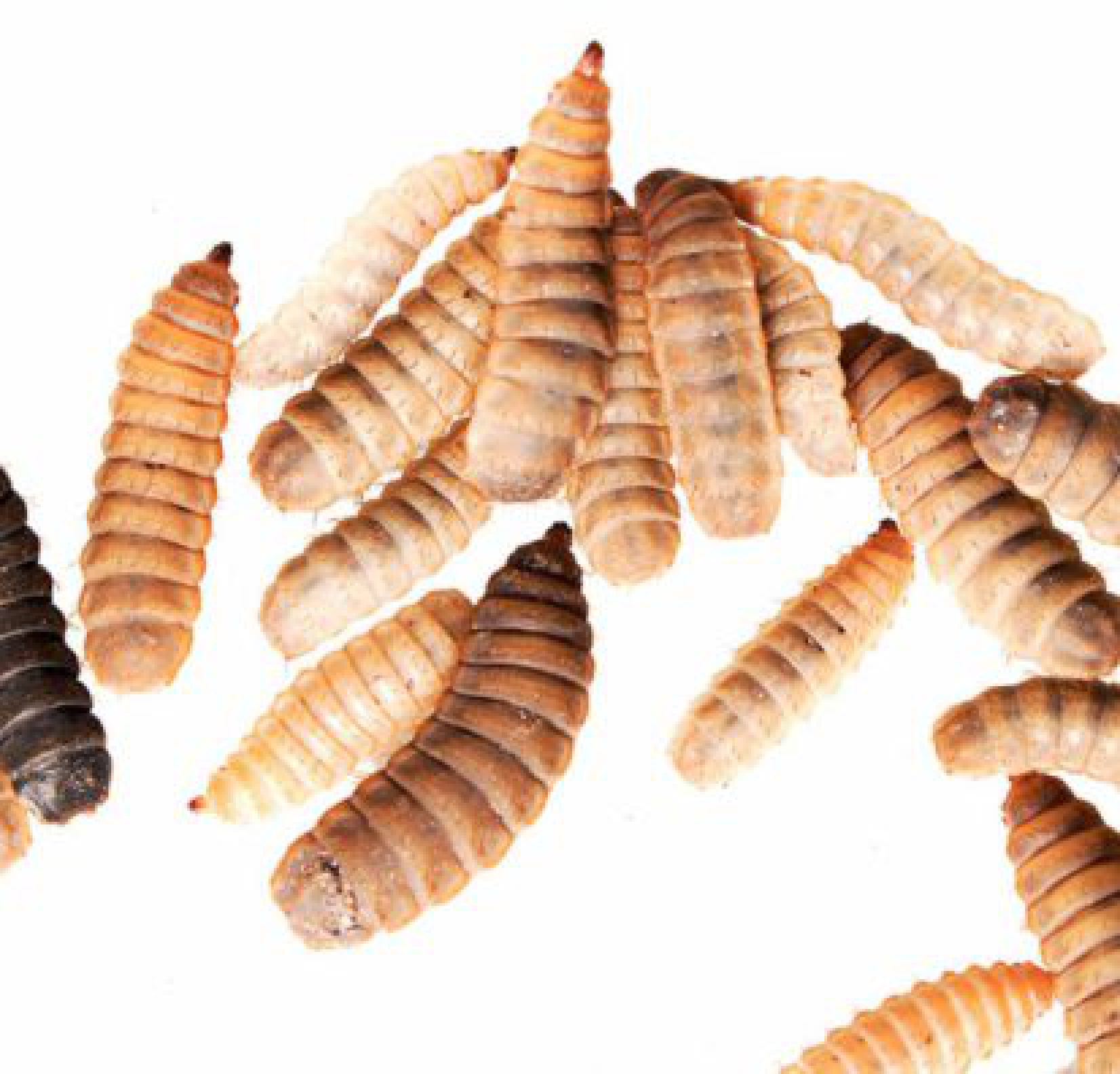 Black soldier fly prepupae fortified with selenium for feed - Insect School
