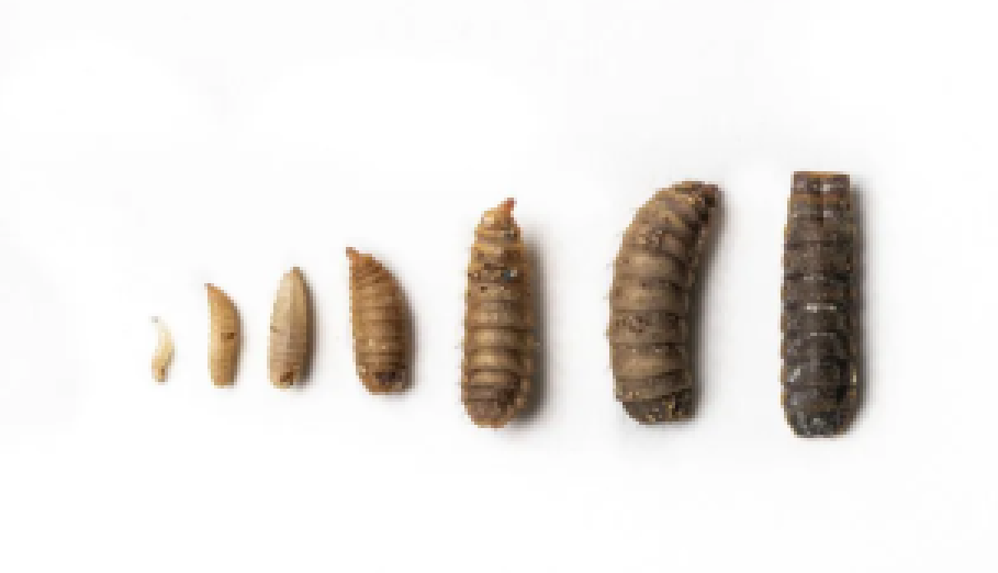 BSF Knowledge Base - Insect School