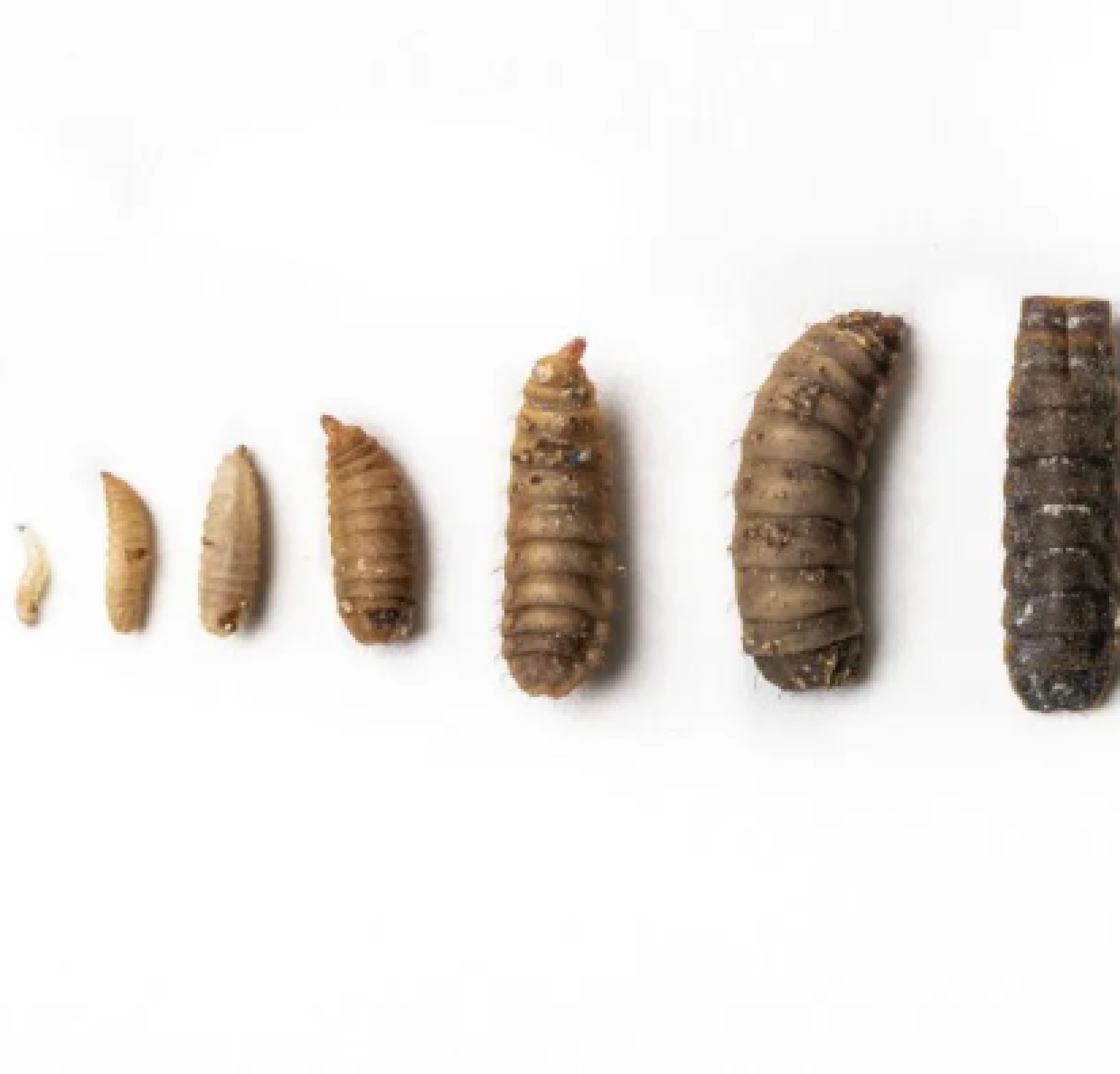Predicting Black Soldier Fly Larvae Growth: Insights and Models ...