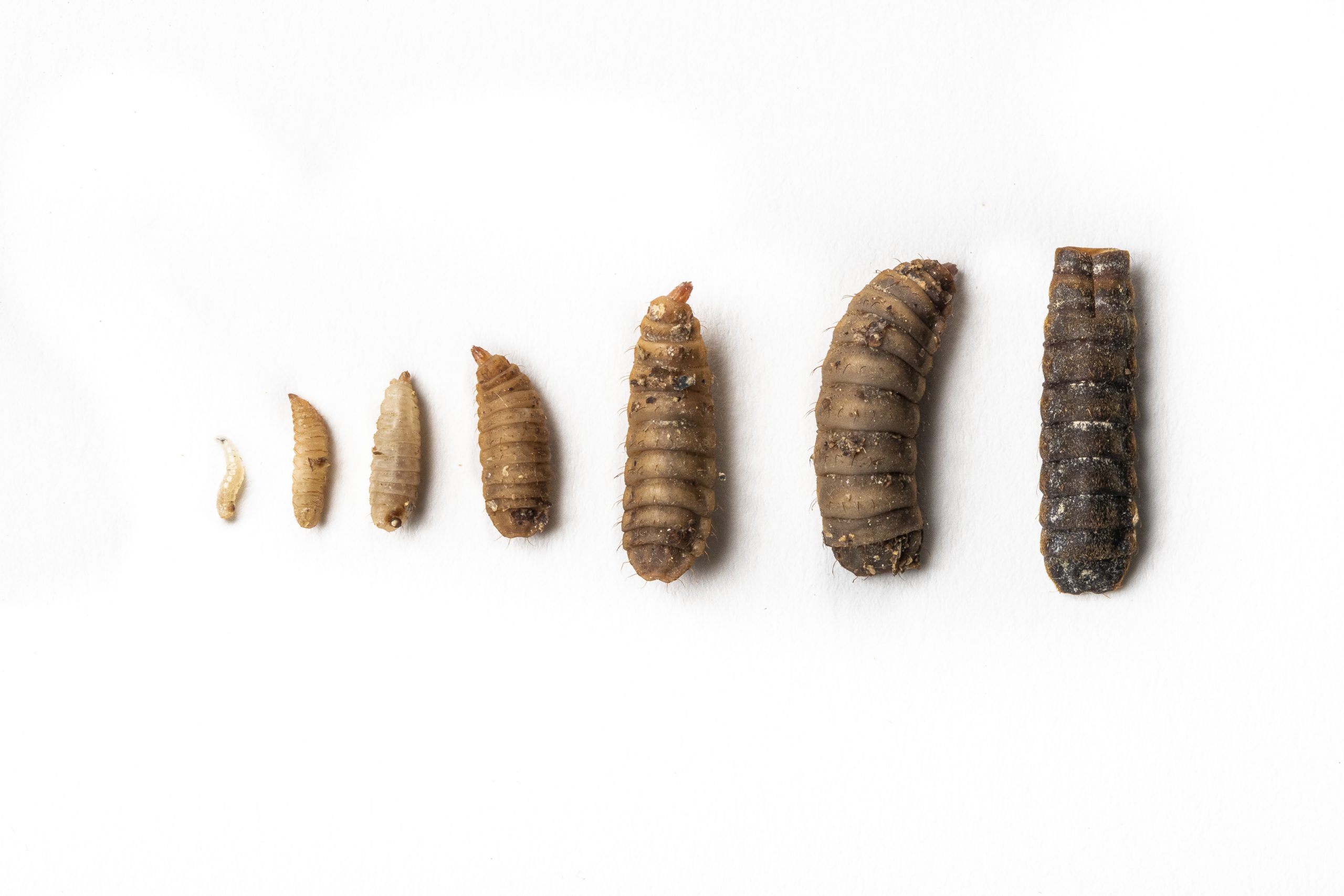 Q&A: What are the best humidity levels for farming BSF? - Insect School