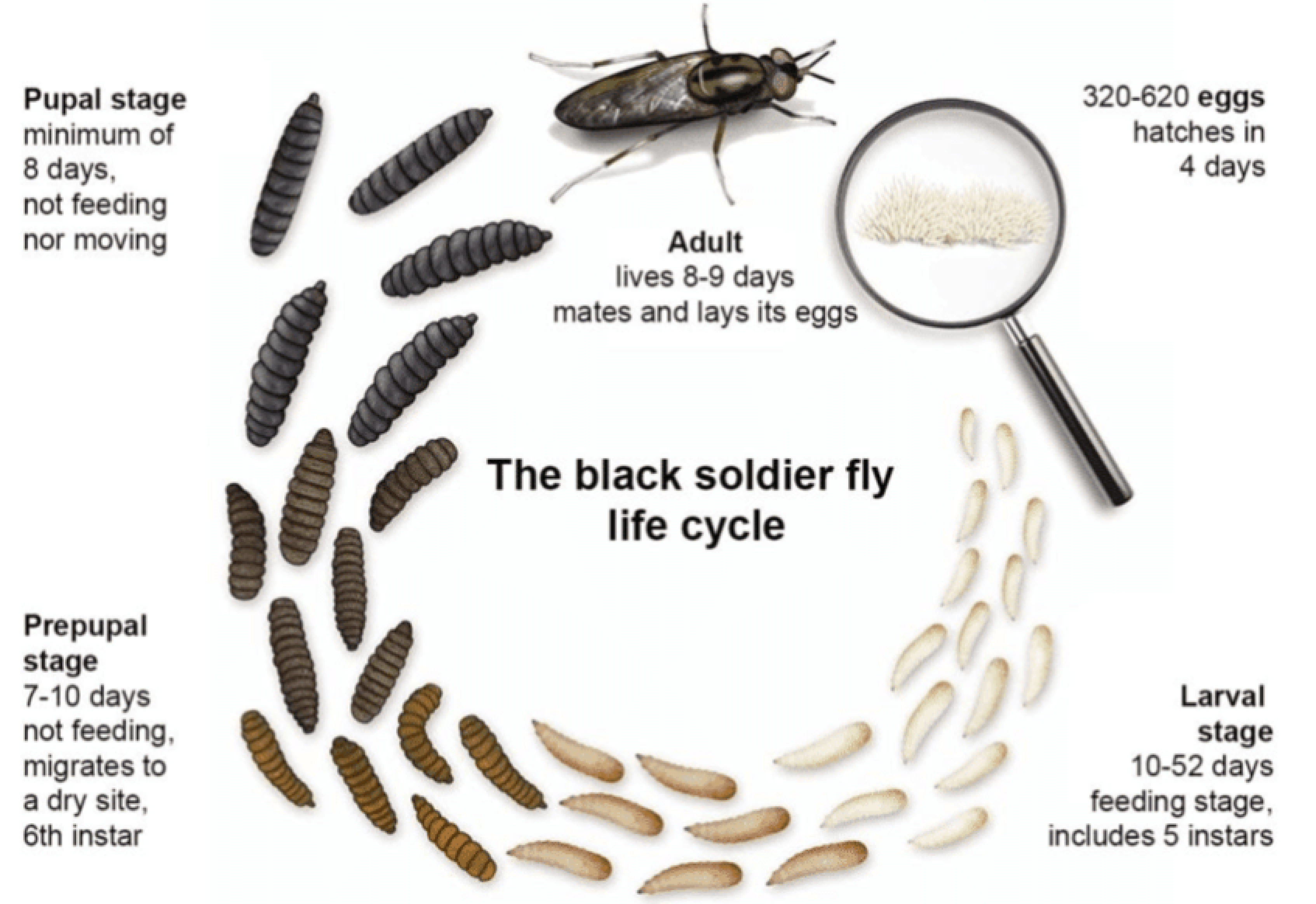 Understanding the Life Cycle of the Black Soldier Fly - Insect School