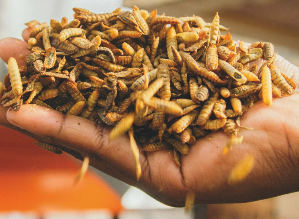 Nutritional Power of Whole Dried Black Soldier Fly Larvae Meal and Oil