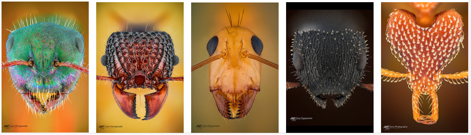 Integrating Animal Welfare into the Growing Insect Farming Industry ...