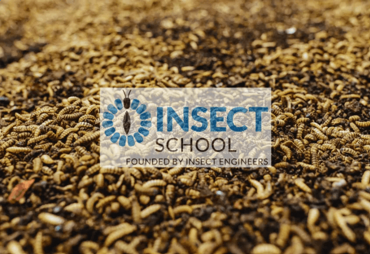 Tonic Immobility - Insect School