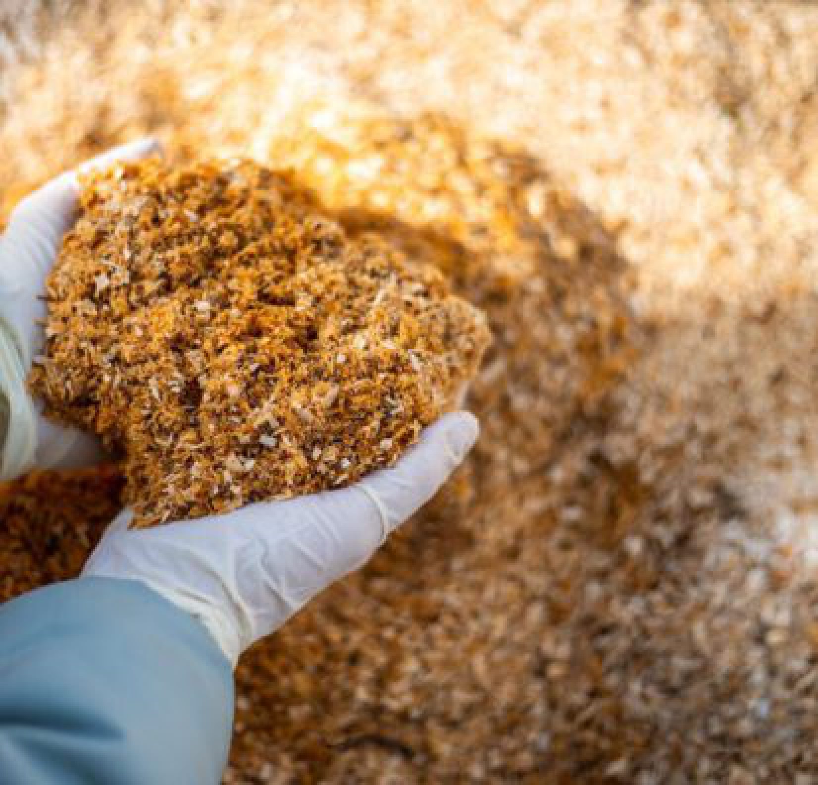 Substrate: Managing Nutrient Composition for Optimal Nutrition - Insect ...