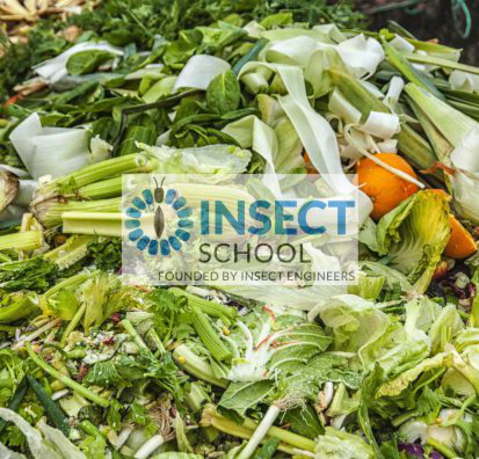 BSF Farming: Global Food Security & Sustainability - Insect School