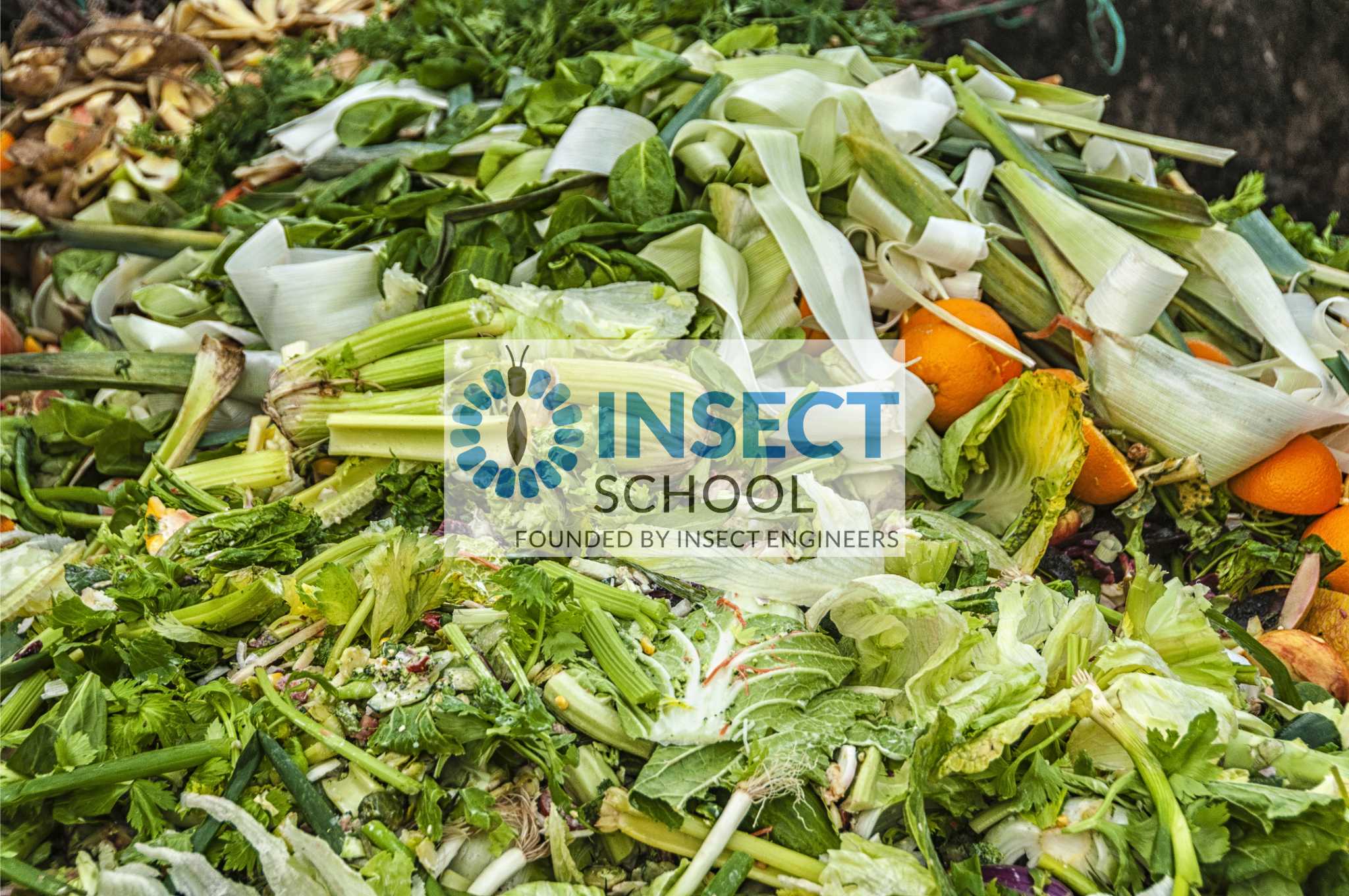 Waste Management with BSF - Insect School