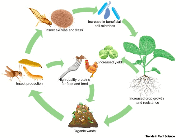 Q&A: What is frass? - Insect School