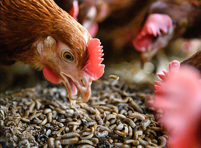 Boosting Immunity in Broiler Chicks Against Salmonella Gallinarum Using ...