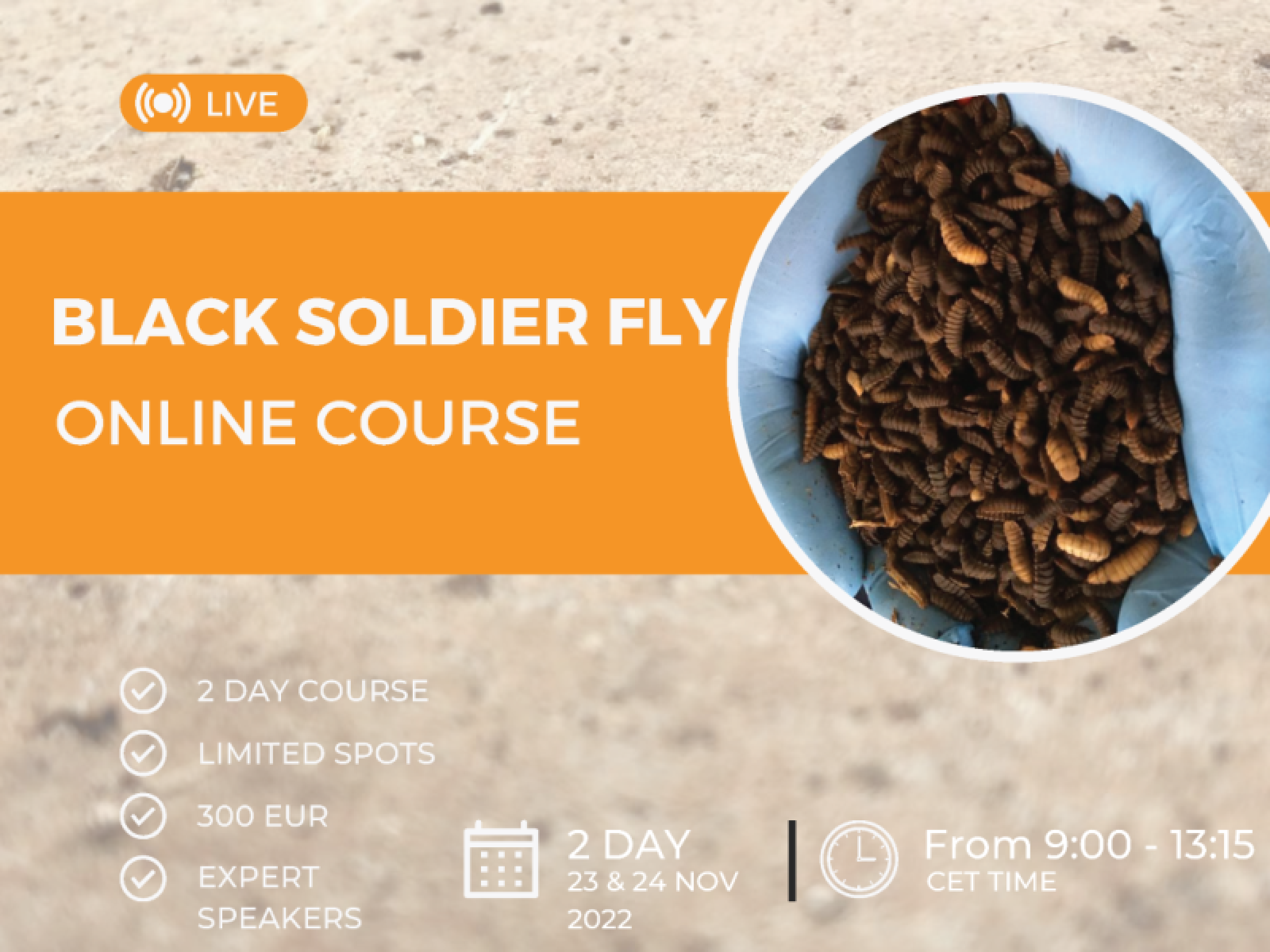 Insect School - News & analysis on the global BSF industry