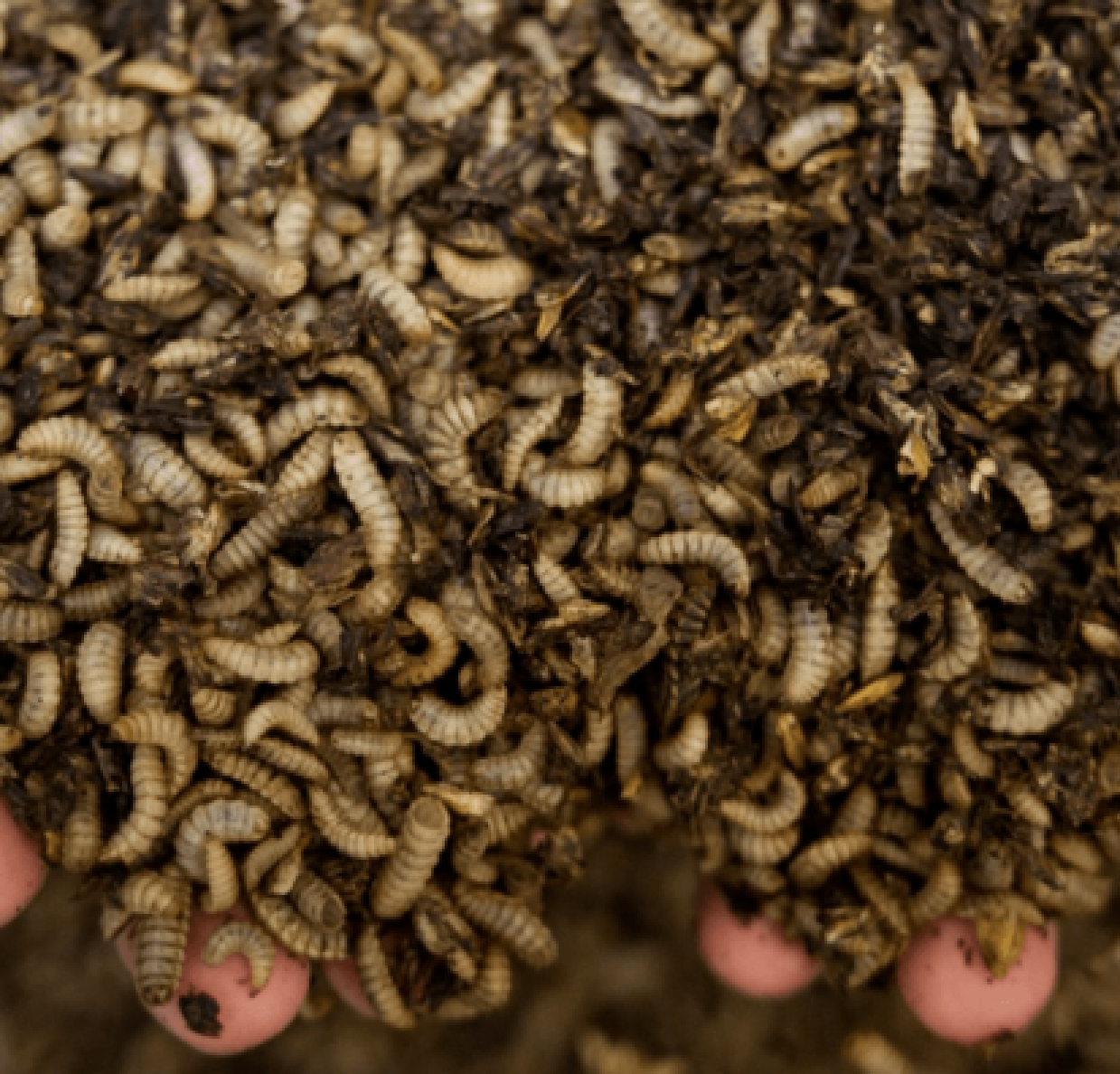 Feeding BSF larvae in Batches or Continuously? - Insect School