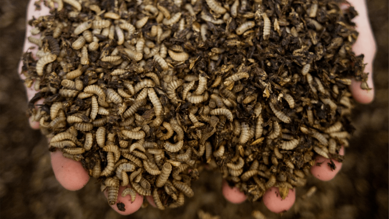 Feeding BSF larvae in Batches or Continuously? - Insect School