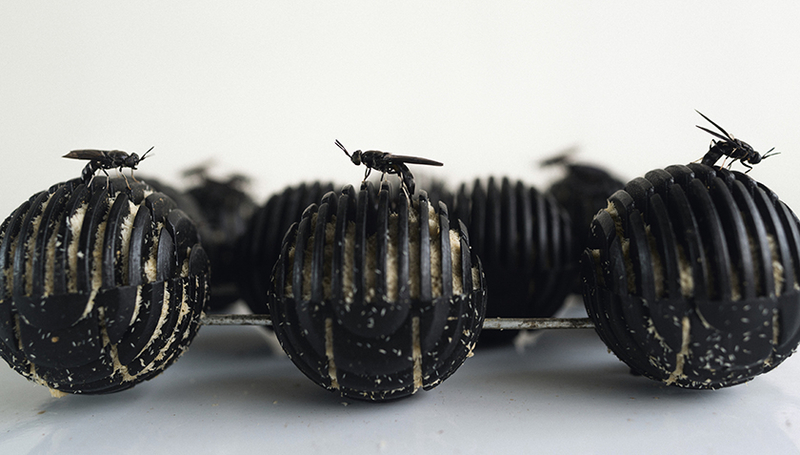 Animal Welfare in Insect Farming: To Balance Profitability and Ethical ...