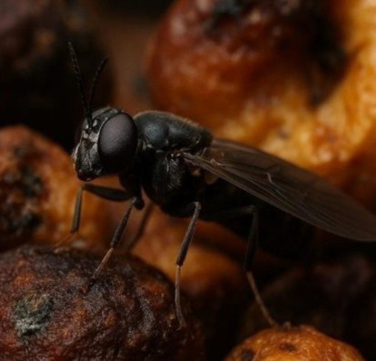 Larval Motion for Industrial Sorting in BSF Protein Production - Insect ...