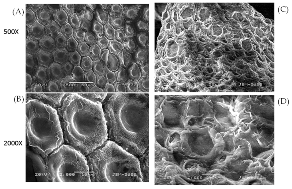 Unlocking the Potential of Black Soldier Fly Chitin - Insect School