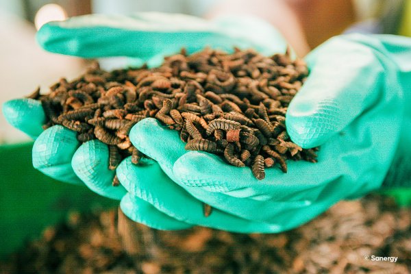 Test Facilities - Insect School