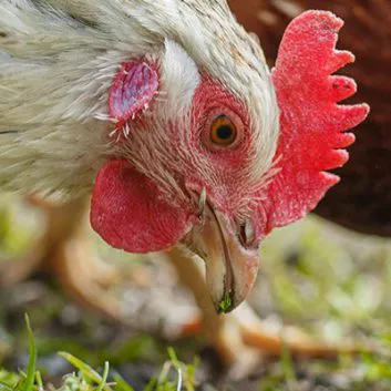 Trophic eggs - Insect School