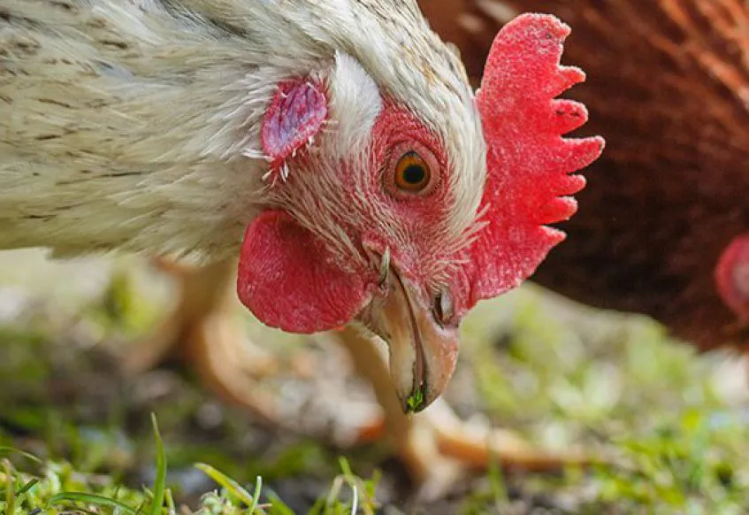 Future chick: flightless BSF - Insect School