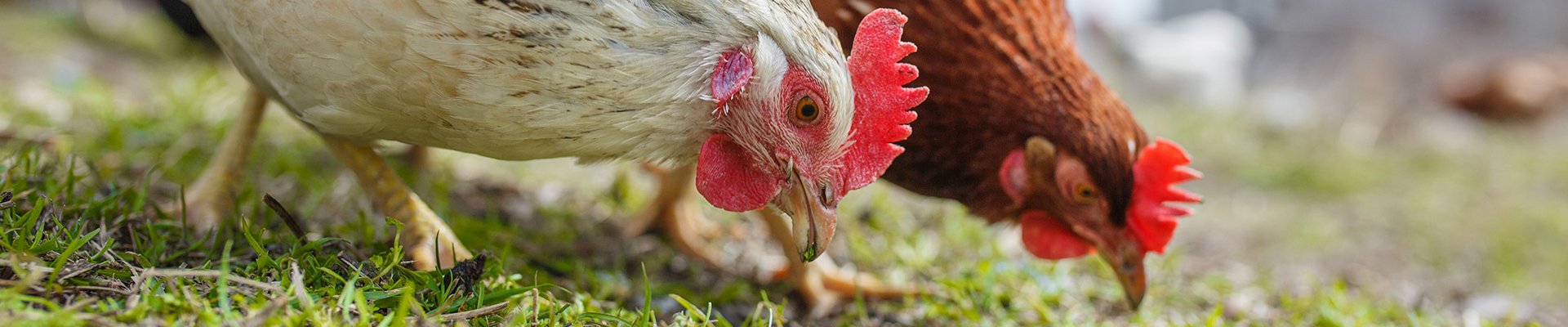 Pig & Poultry Feed - Insect School