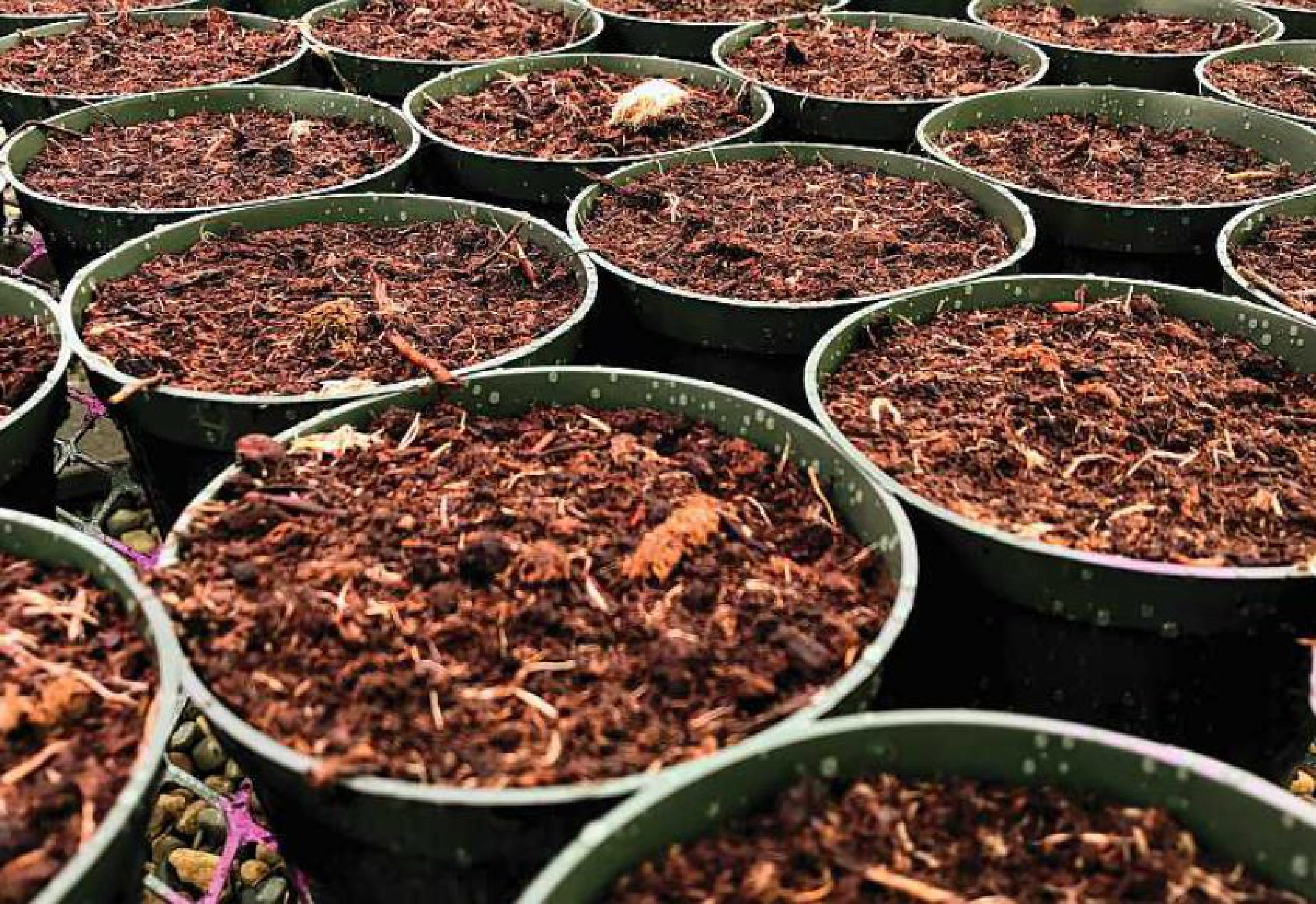 BSF Larvae Tough in Fiber - Insect School